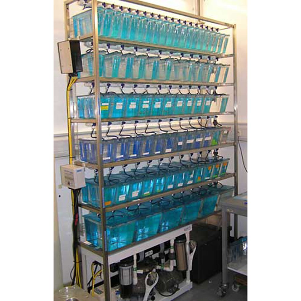 FIAP Breeding Rack Art. No. 1306-aquaculture-breeding system-fish fry ...