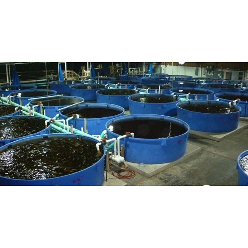 FIAP Fish Farm Pro Art. No. 1322-aquaculture-fish farming-fish market ...