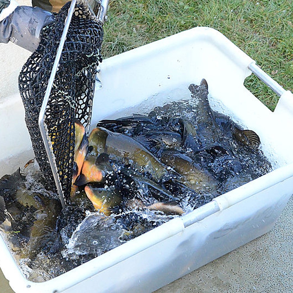 FIAP profifish Trough 106 Art. No. 1353-aquaculture-container-troughs ...