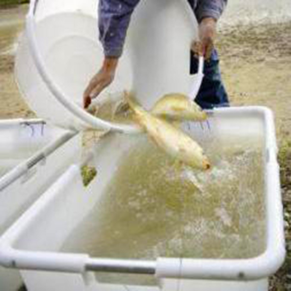 FIAP profifish Trough 106 Art. No. 1353-aquaculture-container-troughs ...