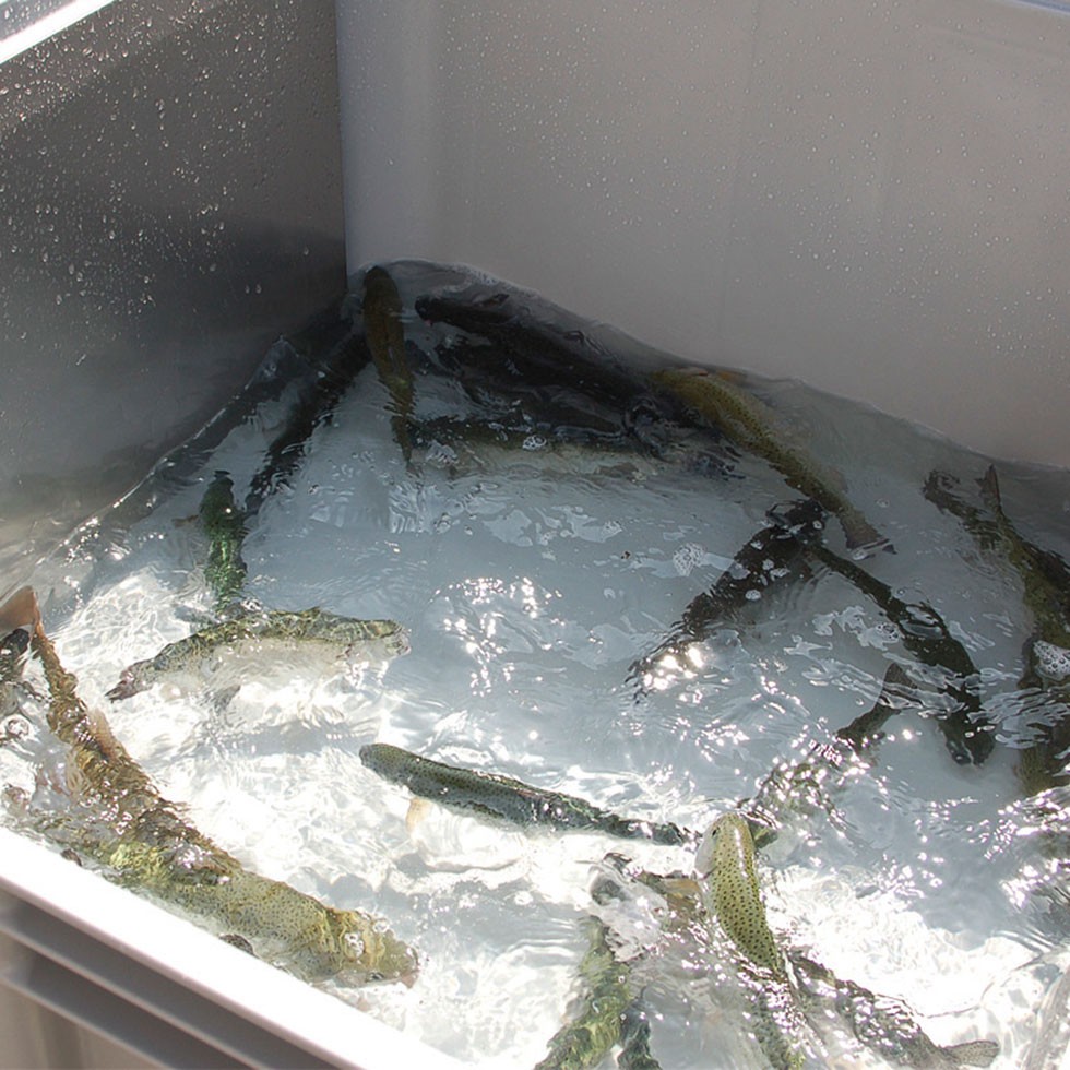 FIAP profiwork Fish Stunner Mini Art. No. 1986-aquaculture-fish farming ...