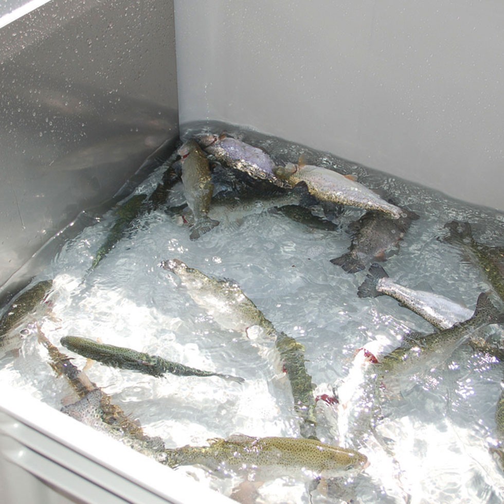 FIAP profiwork Fish Stunner Mini Art. No. 1986-aquaculture-fish farming ...