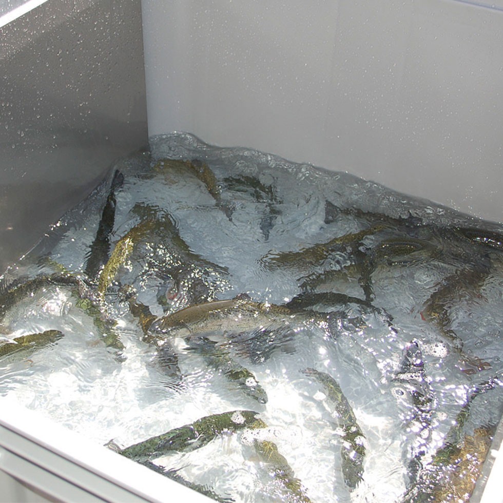 FIAP profiwork Fish Stunner Medi Art. No. 1987-aquaculture-fish farming ...