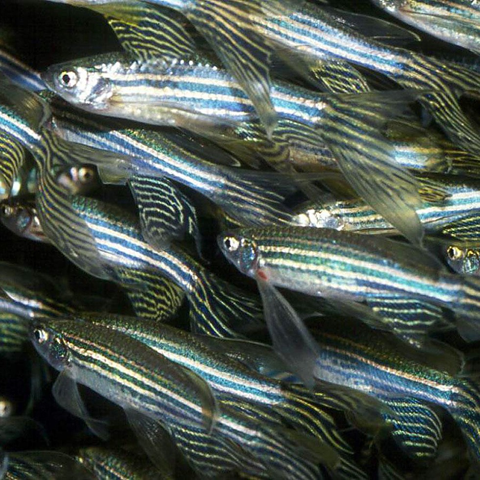 FIAP Standsystem Art. Nr. 1304-Aquakultur-Standsystem-Zebrafisch ...
