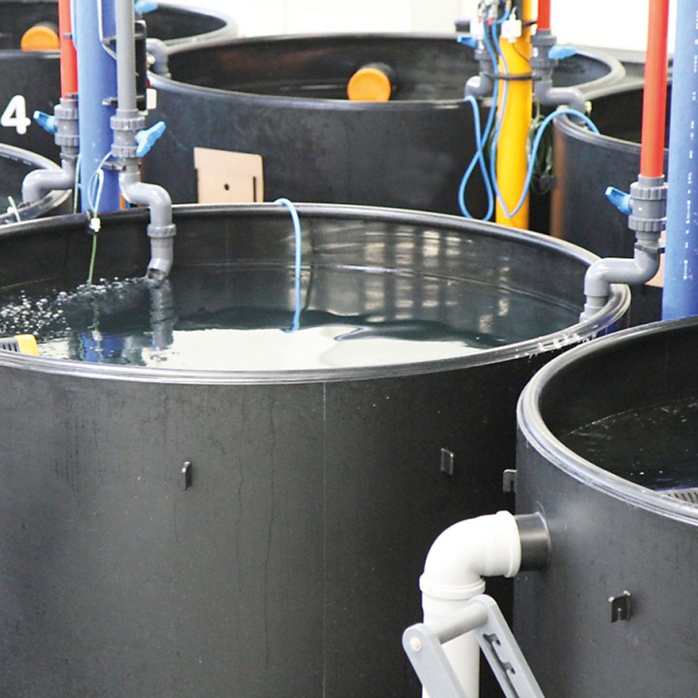 FIAP profitech Filtermedia Würfel Art. Nr. 2153-Aquakultur-Filter ...