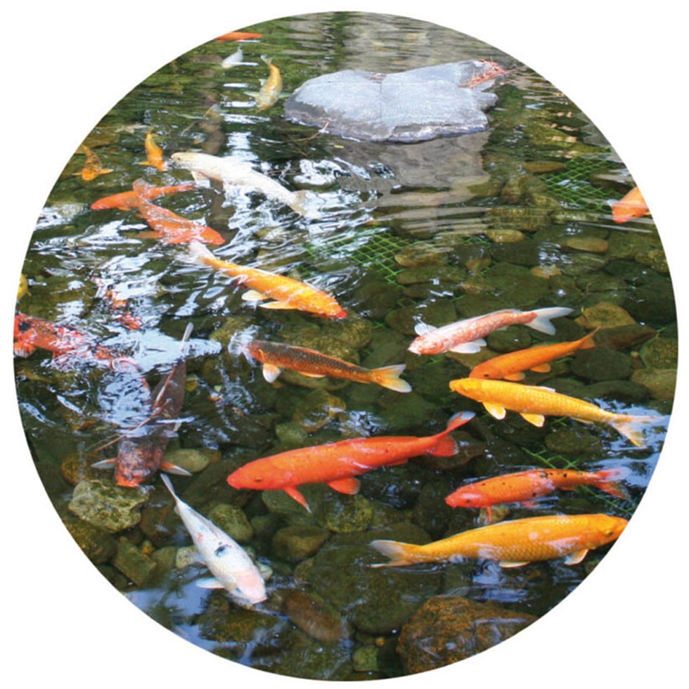 FIAP Modul Active Jumbo FilterBrush Art. Nr. 2865-Aquakultur-Filter ...